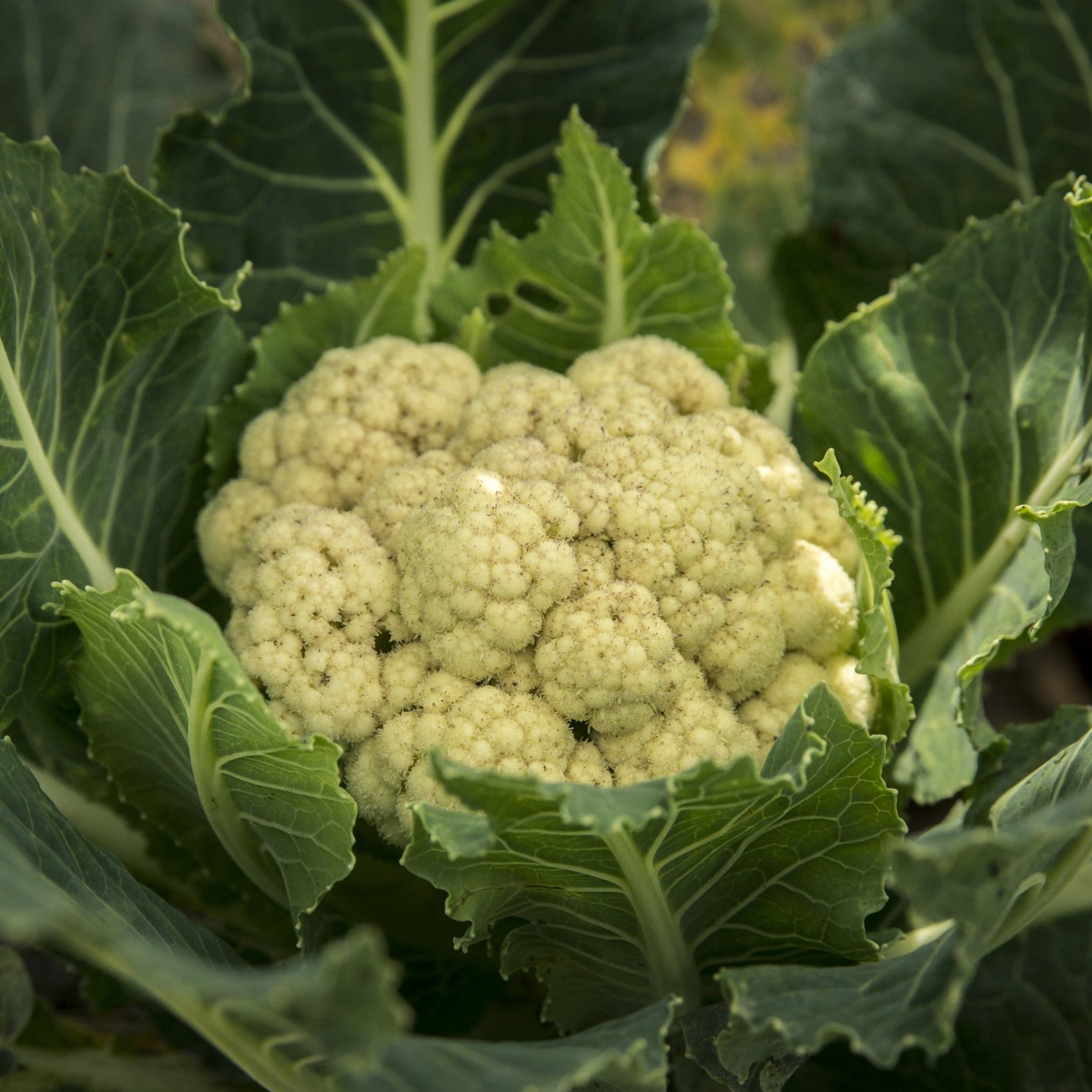 COLIFLOR | ORGAENIK | VEGETALES ORGÁNICOS – ORGAENIK - Productos Orgánicos