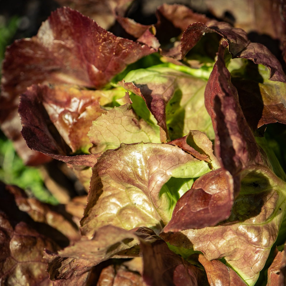LECHUGA LISA MORADA | ORGAENIK | VEGETALES ORGÁNICOS – ORGAENIK ...