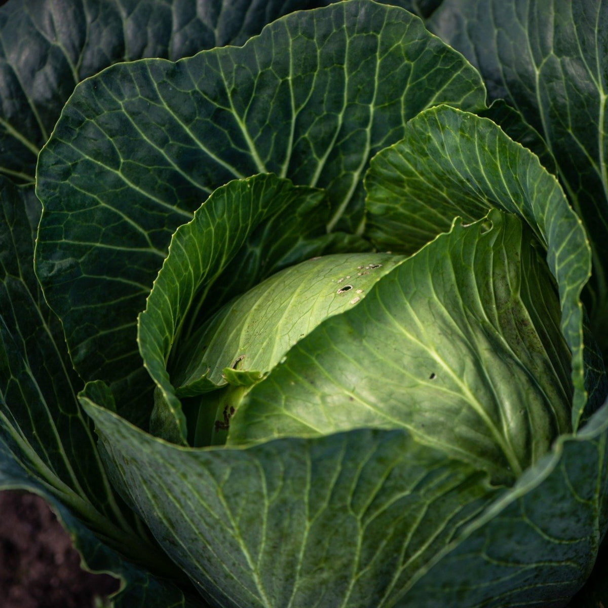 REPOLLO VERDE | ORGAENIK | VEGETALES ORGÁNICOS – ORGAENIK - Productos ...