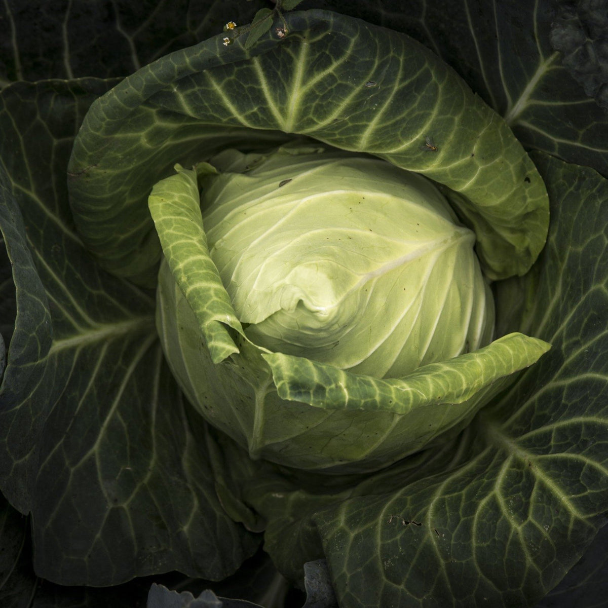 REPOLLO VERDE MINI | ORGAENIK | VEGETALES ORGÁNICOS – ORGAENIK ...